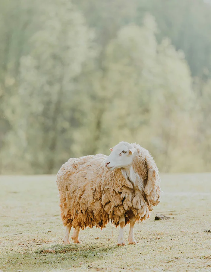 Miroglio Lana, laine d’exception entre Italie et Bulgarie