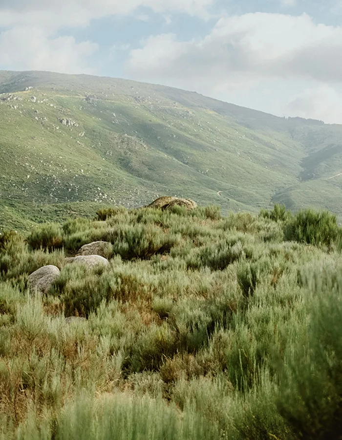 Penteadora, tisseur d’avenir enraciné dans la Serra da Estrela